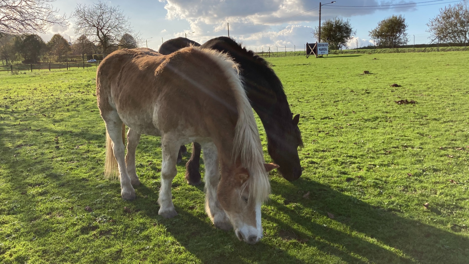 Workshop- Familie Opstelling met behulp van paarden -14/09/2024 - Ik ...